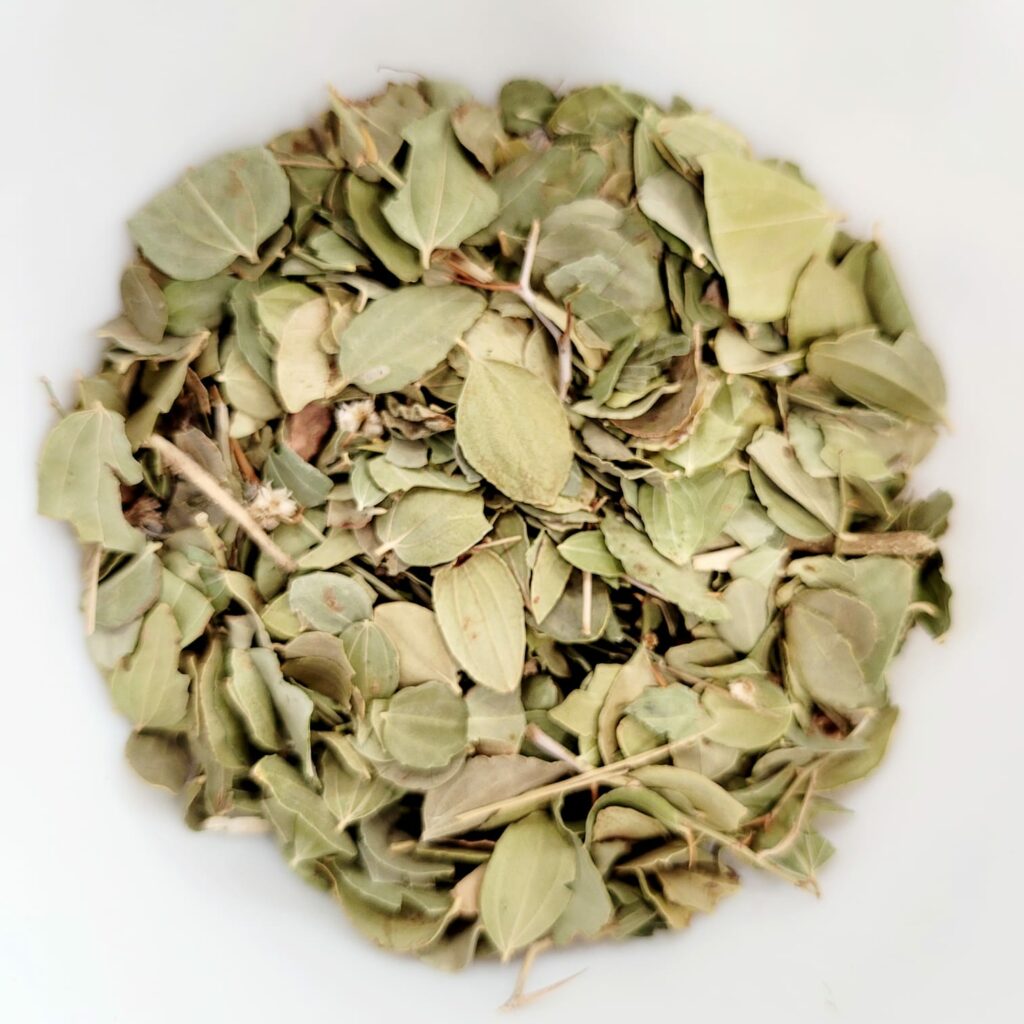 Jujubier, feuille - Herboristerie Etoile du Nord - Boutique en ligne